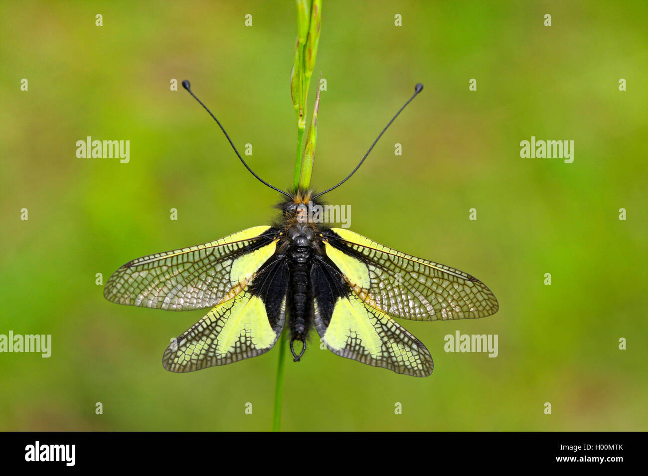 Owly sulphur (Libelloides coccajus, Libelloides coccaius, Ascalaphus ...
