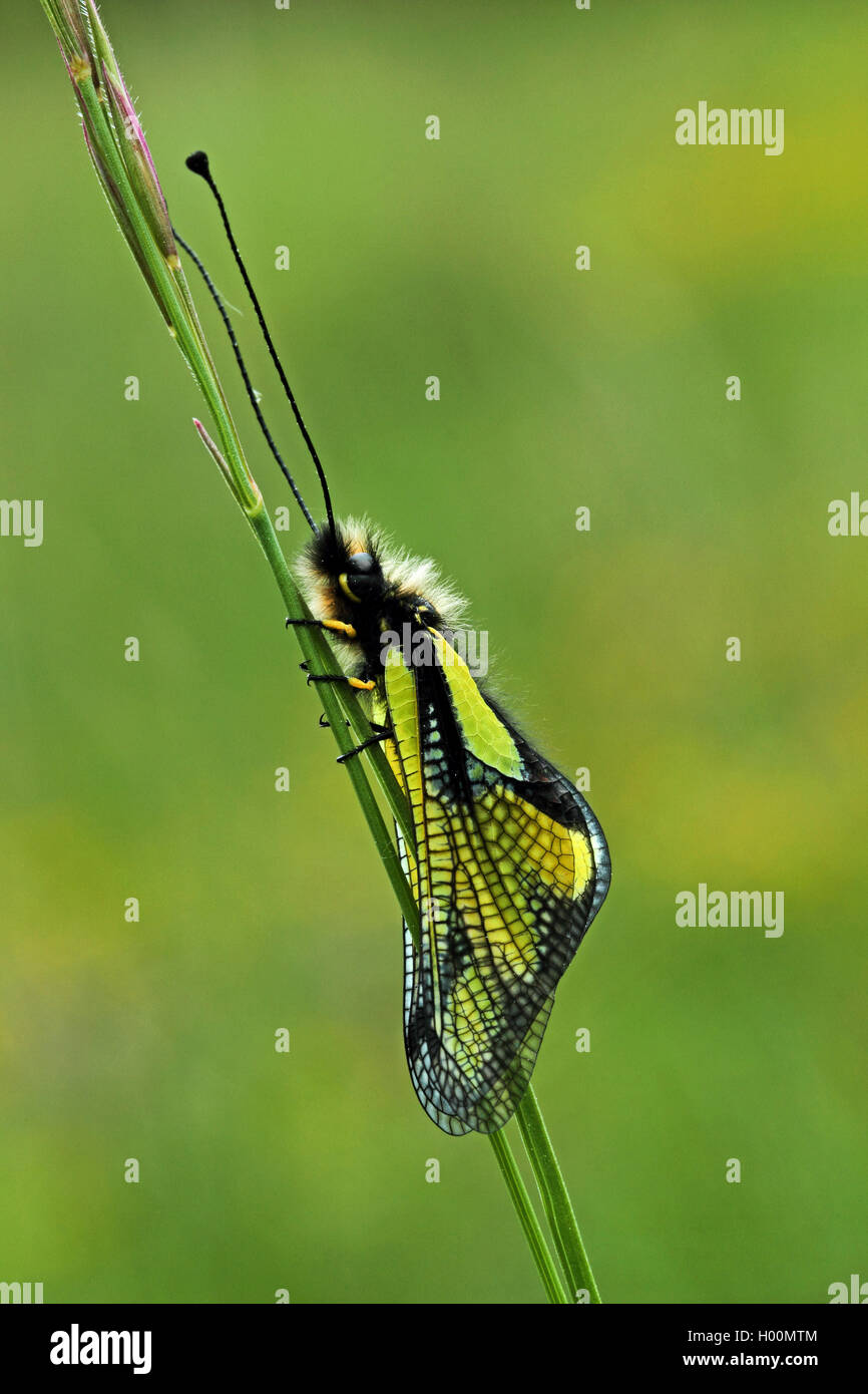 Owly sulphur (Libelloides coccajus, Libelloides coccaius, Ascalaphus ...