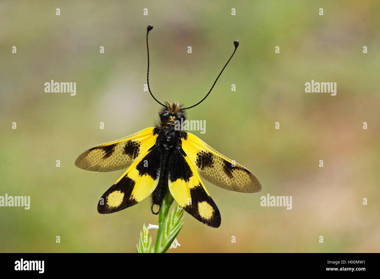 Owlfly (Libelloides macaronius, Ascalaphus macaronius), on a stem ...