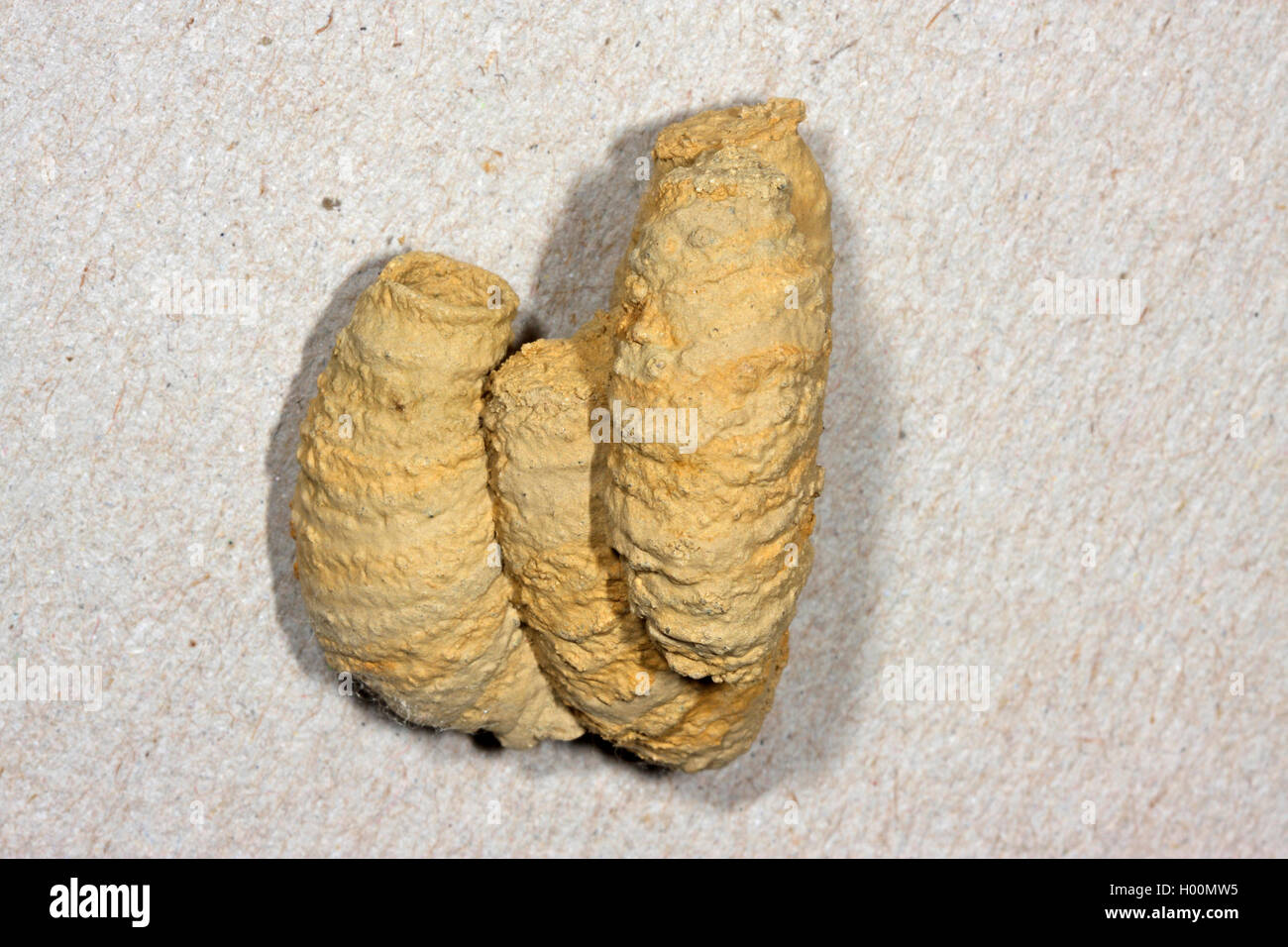 Digger wasps and mud daubers hi-res stock photography and images - Alamy