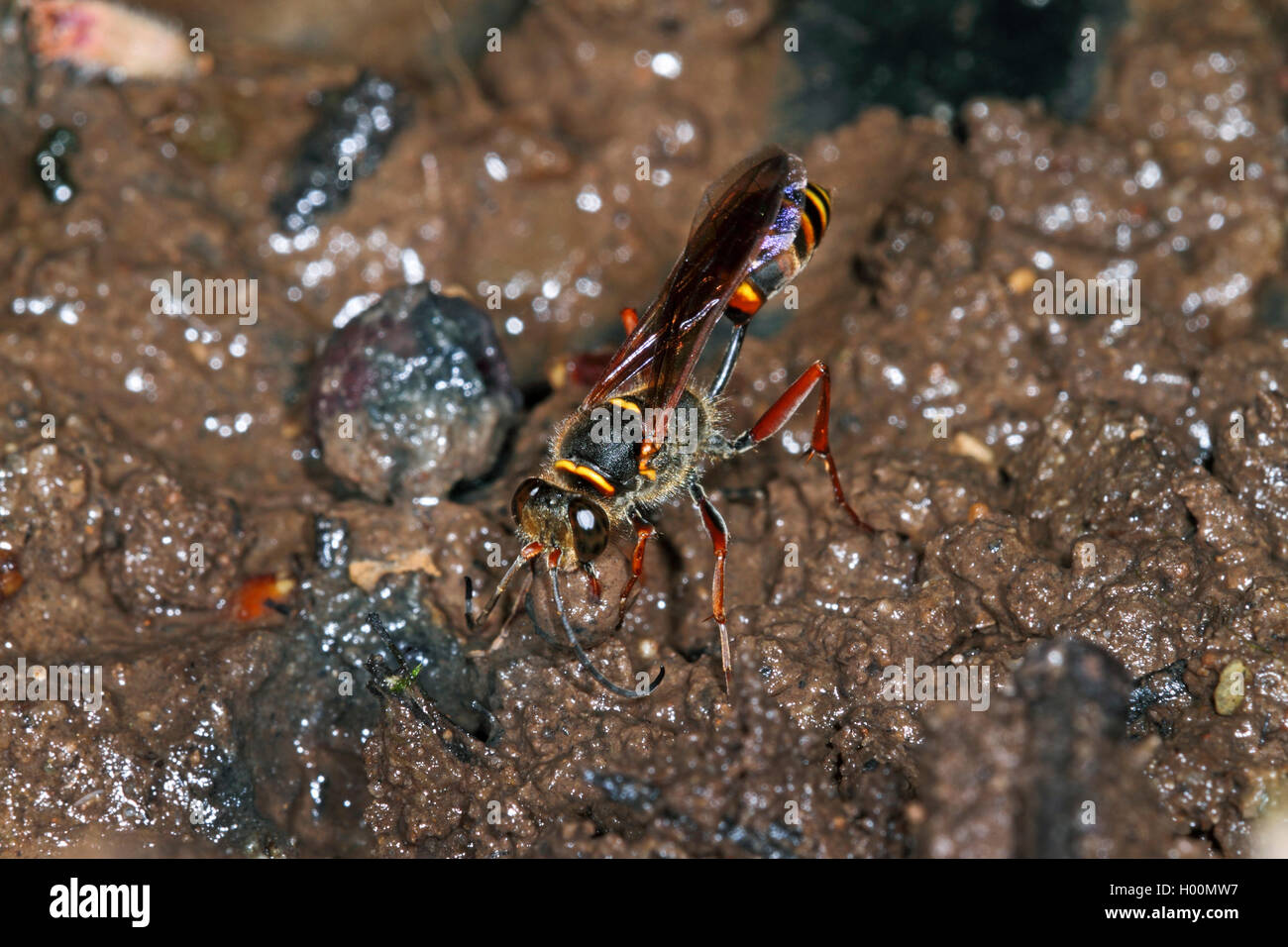 Mud daubers wasp hi-res stock photography and images - Alamy