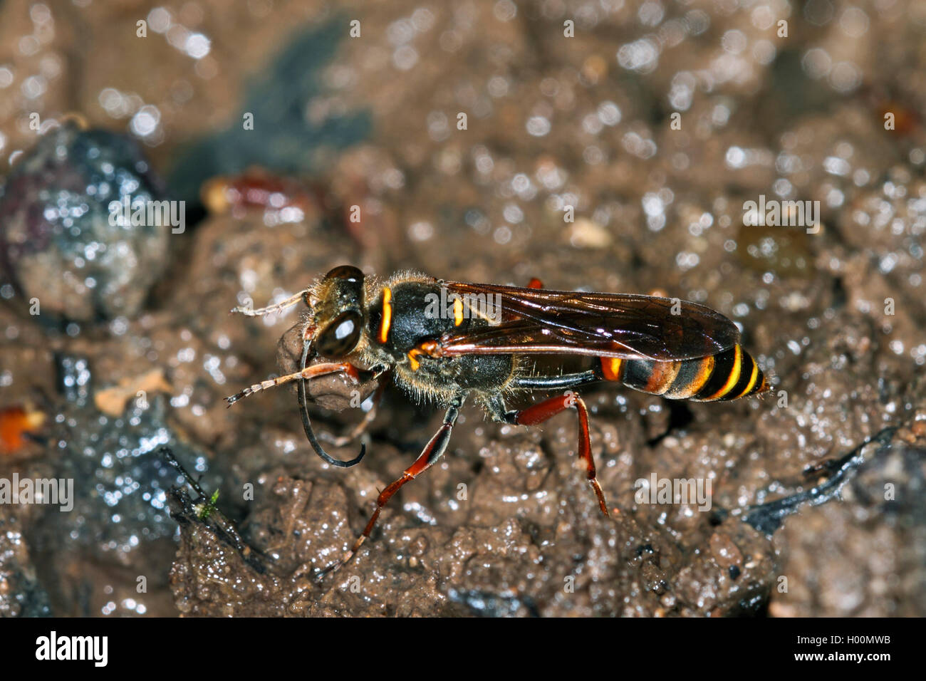 Wasp mud dauber nest hi-res stock photography and images - Alamy