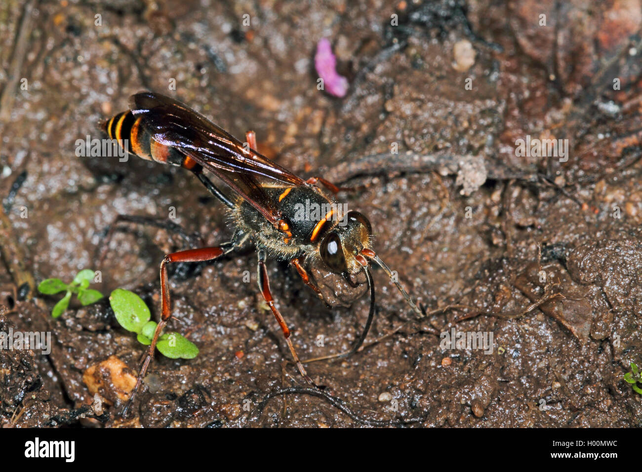 Wasp mud dauber nest hi-res stock photography and images - Alamy