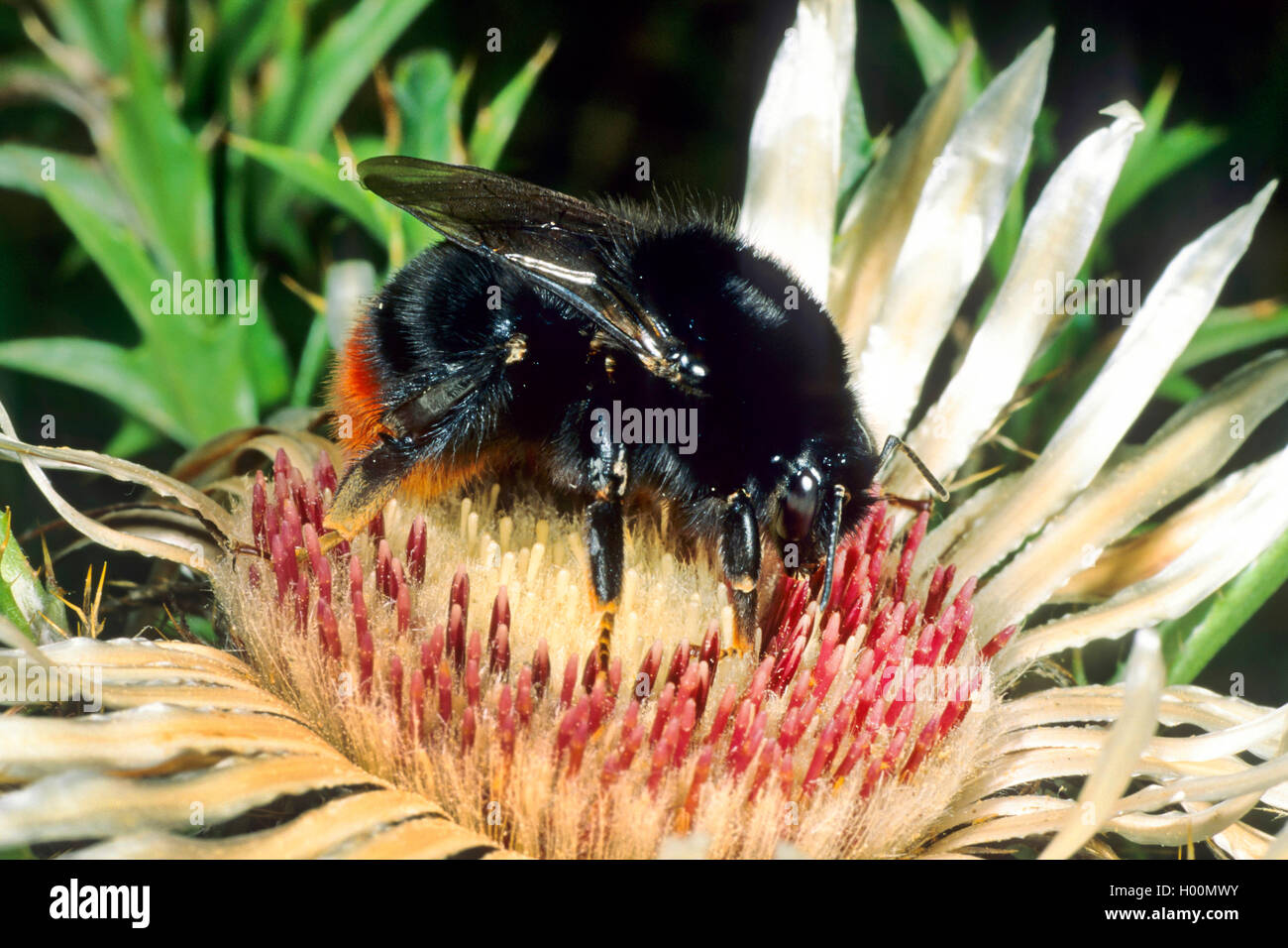 red-tailed bumble bee (Bombus lapidarius, Pyrobombus lapidarius, Aombus ...