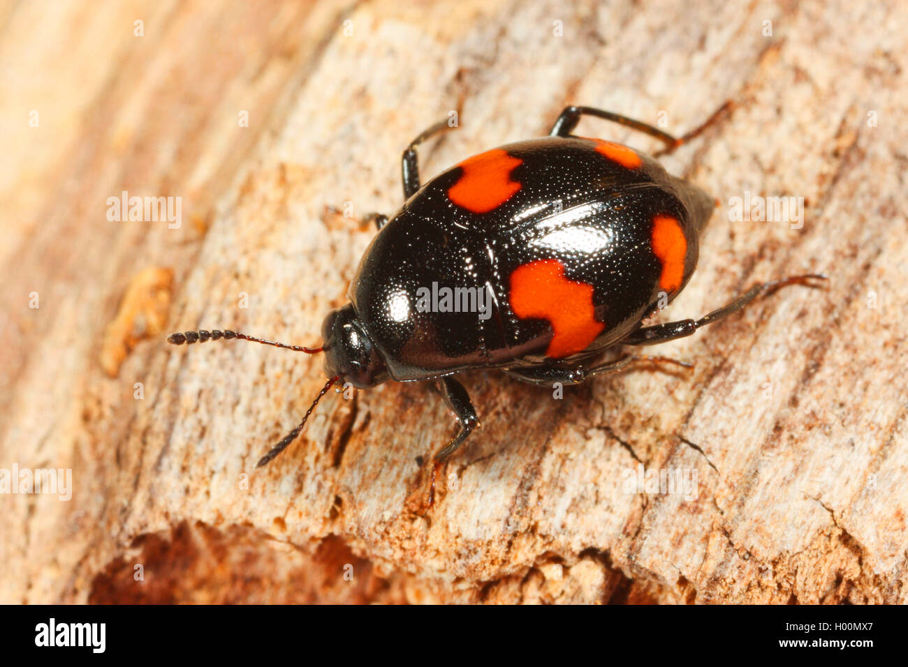 Shining Fungus Beetle (Scaphidium quadrimaculatum), on wood, Germany ...