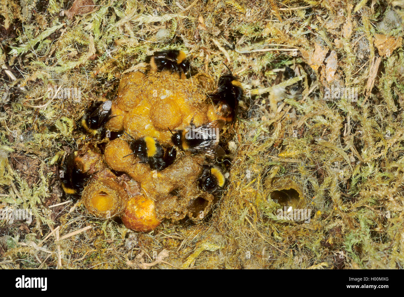 Bees nest ground hi-res stock photography and images - Alamy