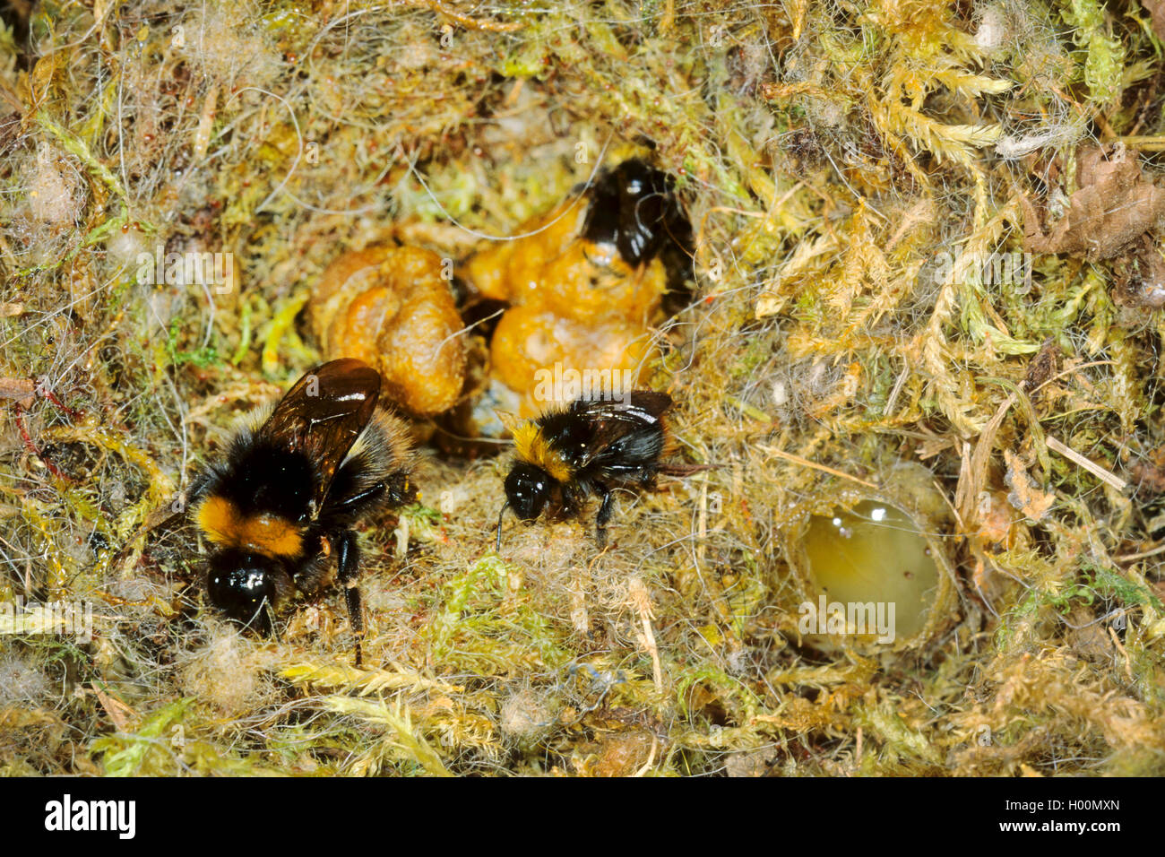 early bumble bee (Bombus pratorum, Pyrobombus pratorum), bumble bee ...