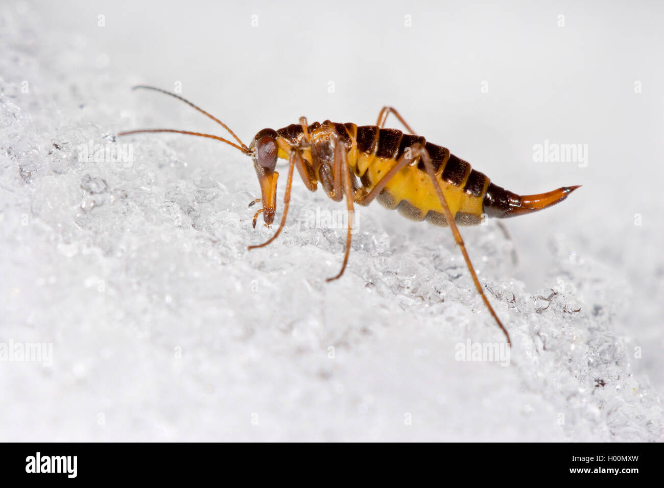 Snow flea (Boreus hyemalis, Boreus hiemalis), female, Germany Stock ...