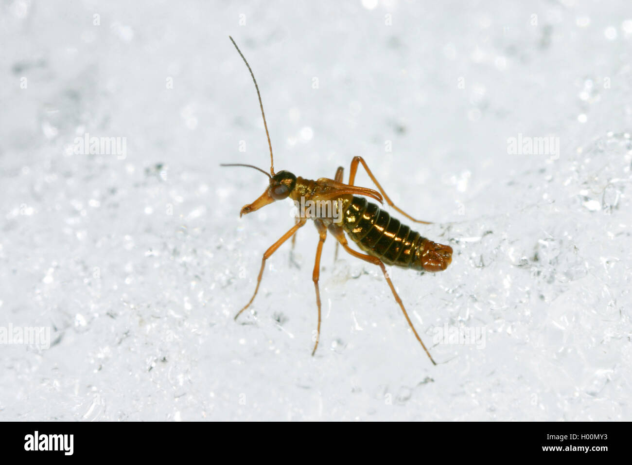 Snow Scorpionfly