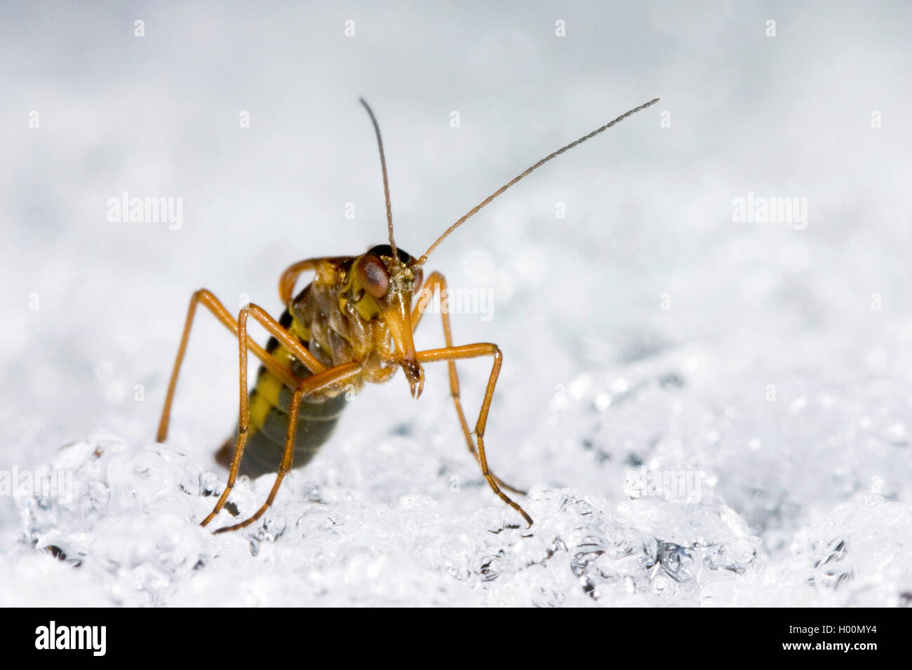 Flea insect hi-res stock photography and images - Alamy