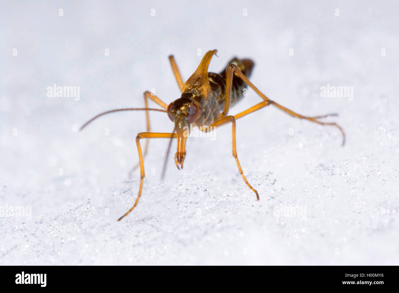 Snow scorpionfly hi-res stock photography and images - Alamy