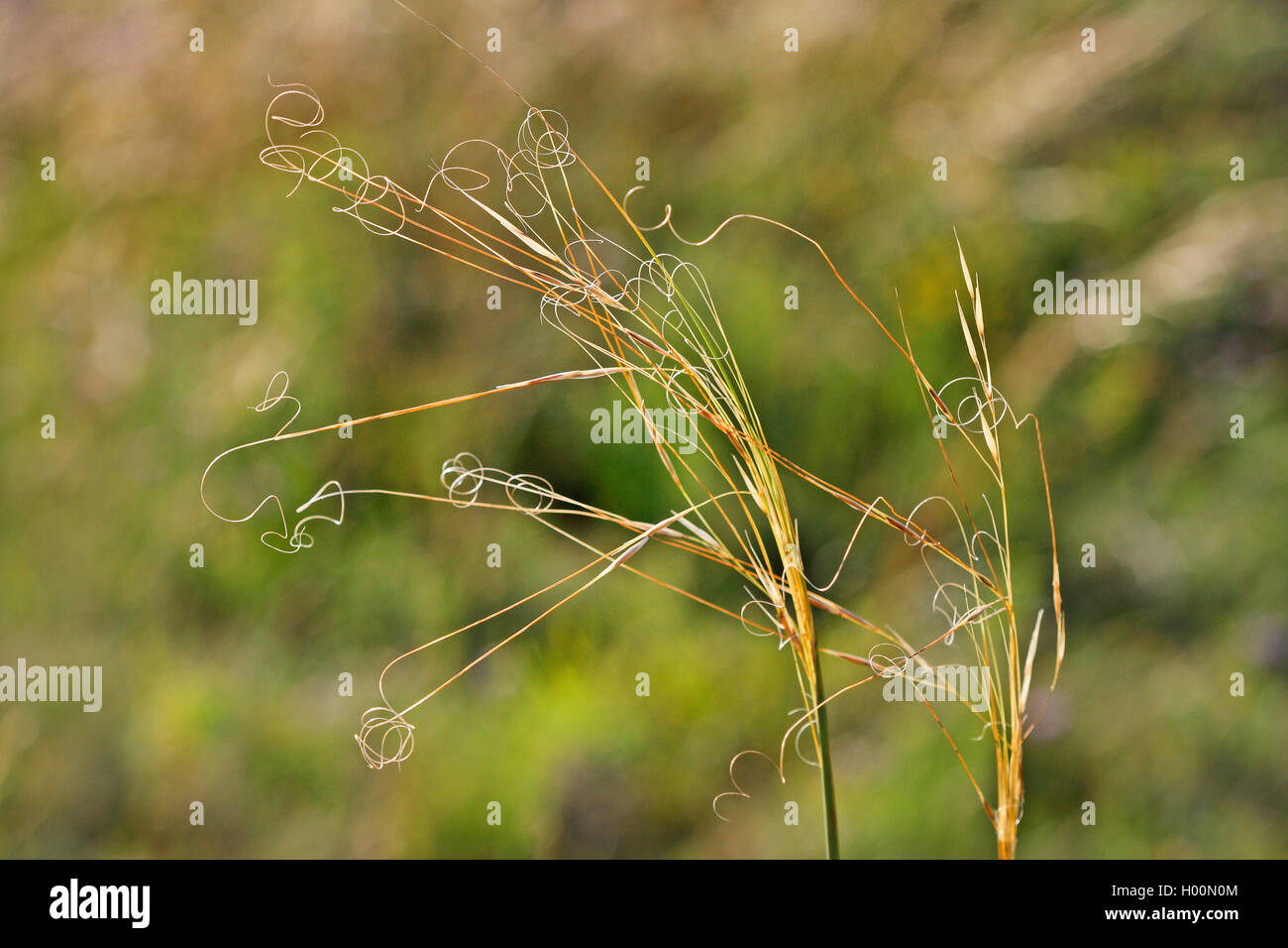 Grasses plants panicle panicles hi-res stock photography and images - Alamy