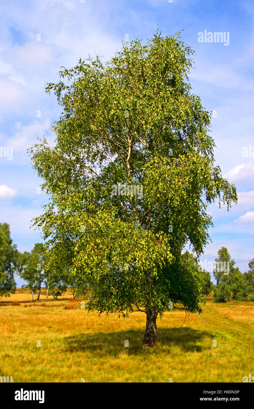 Silver birch tree summer hi-res stock photography and images - Alamy