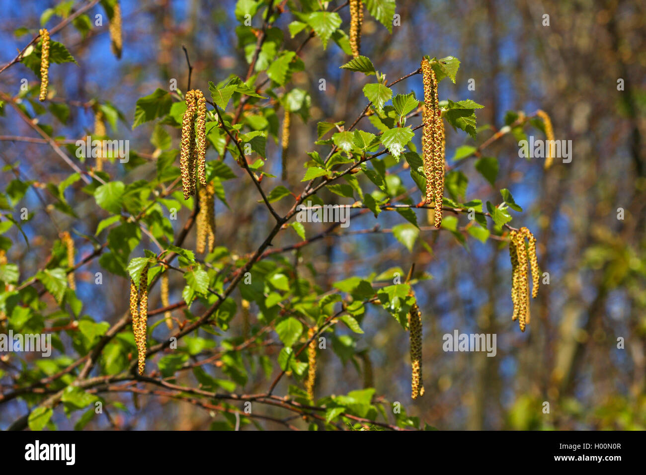 common birch, silver birch, European white birch, white birch (Betula ...