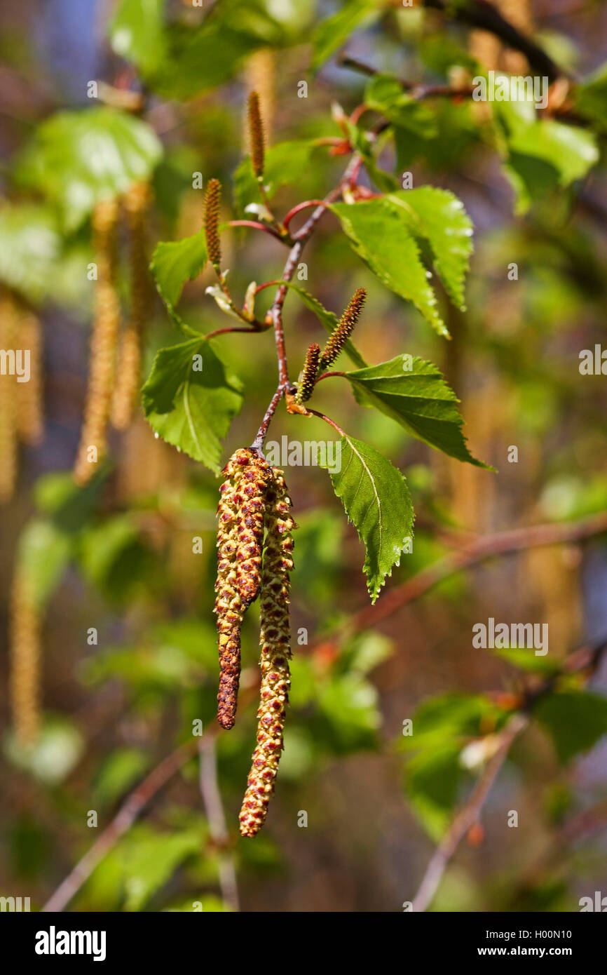 common birch, silver birch, European white birch, white birch (Betula ...
