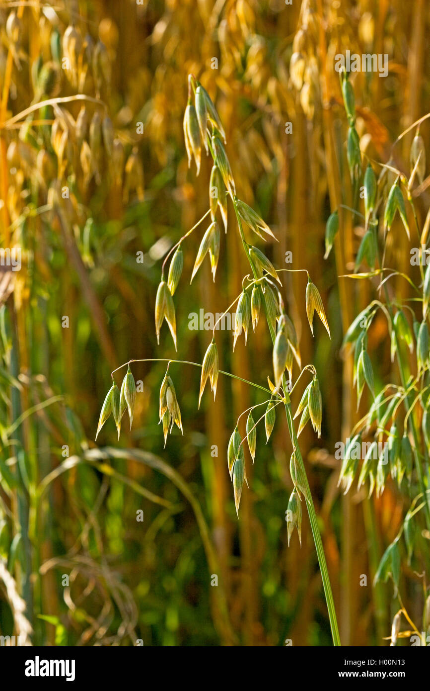 Hafer pflanze hi-res stock photography and images - Alamy