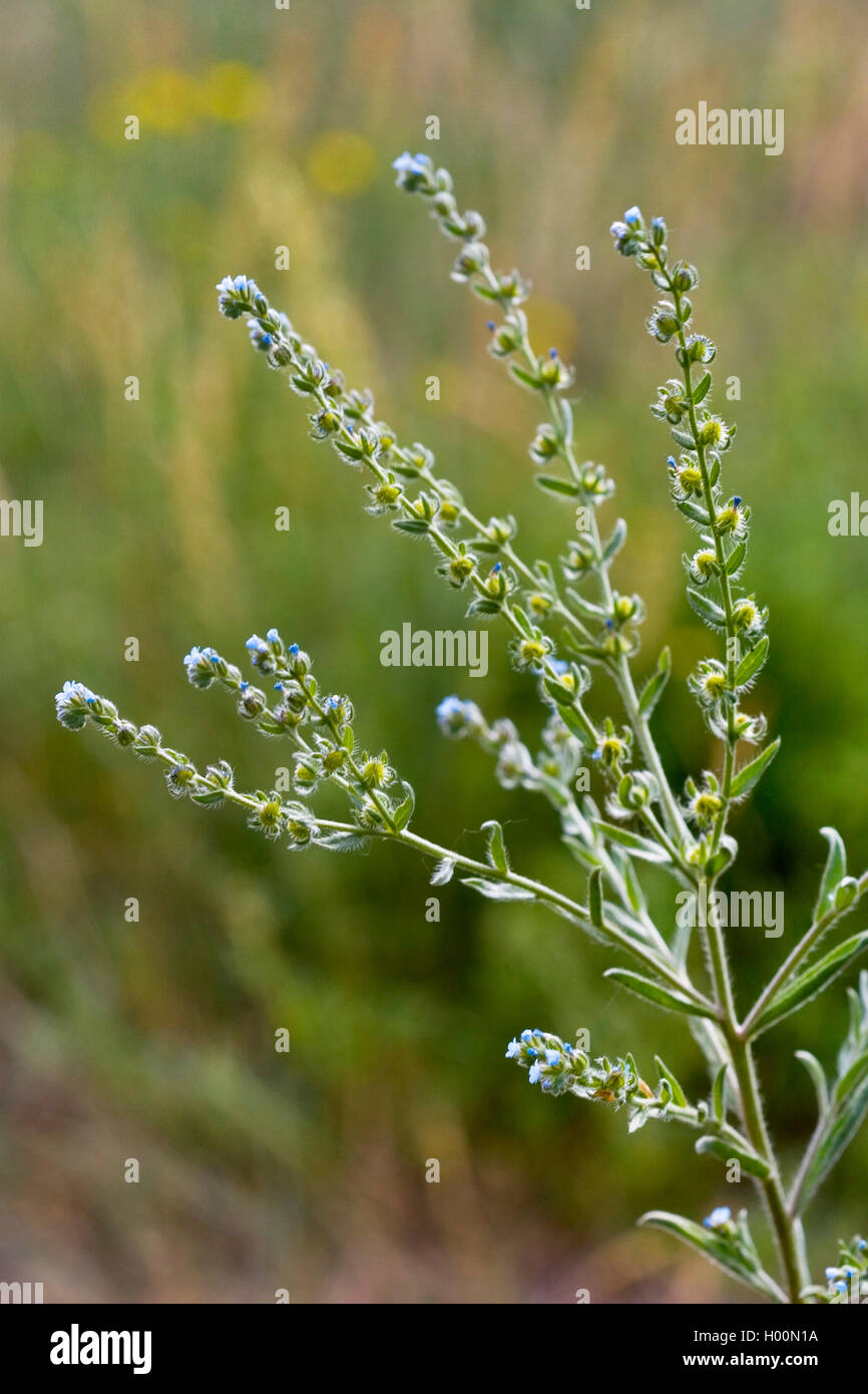 Kletten Stock Photos & Kletten Stock Images - Alamy