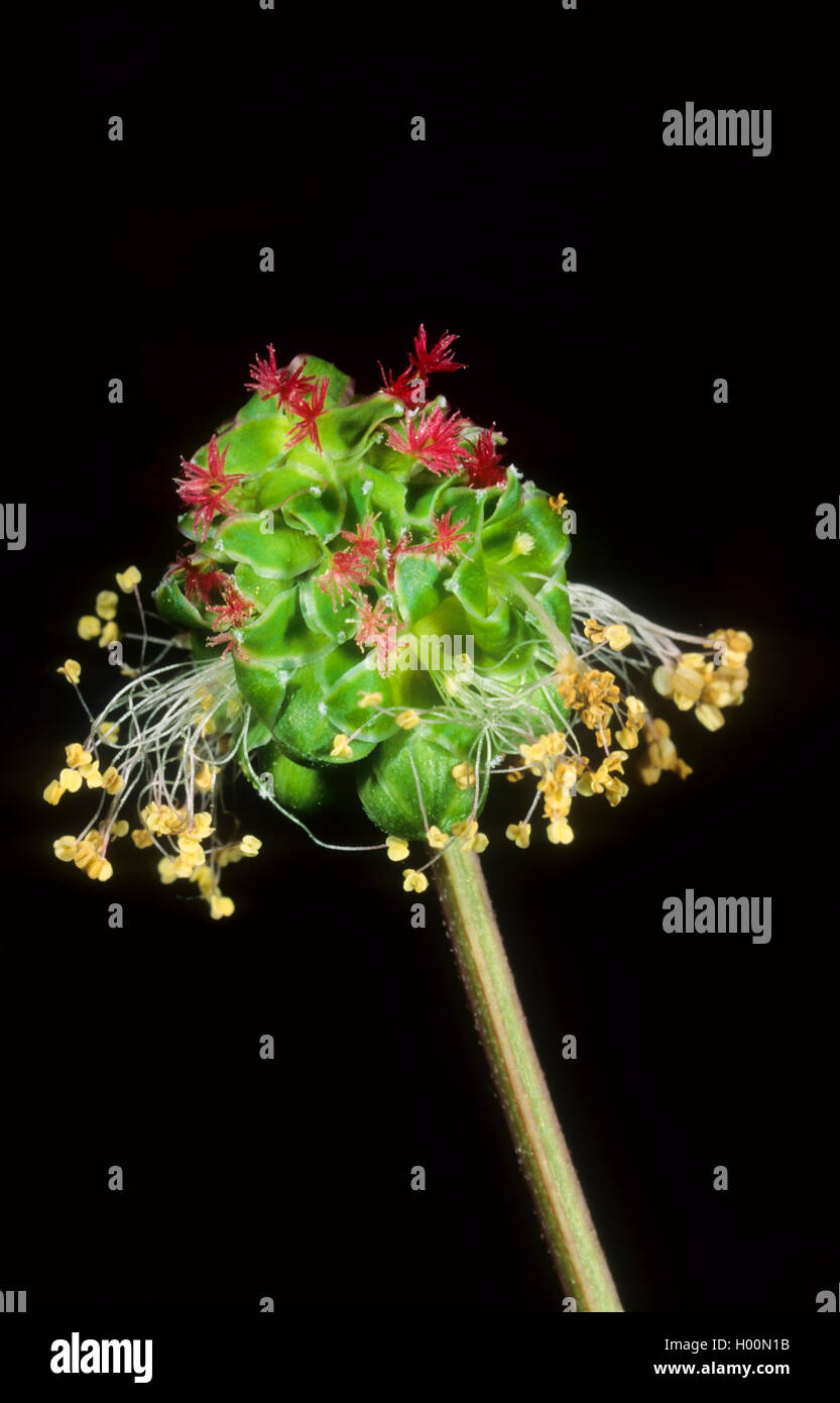 Salad Burnet High Resolution Stock Photography and Images - Alamy