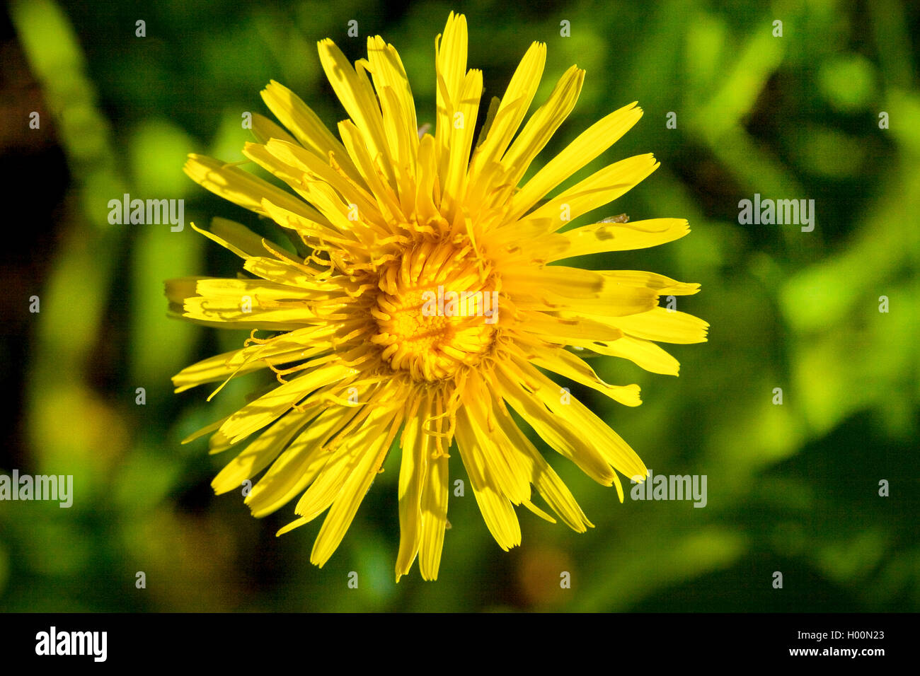 common dandelion (Taraxacum officinale), inflorescence, top view ...
