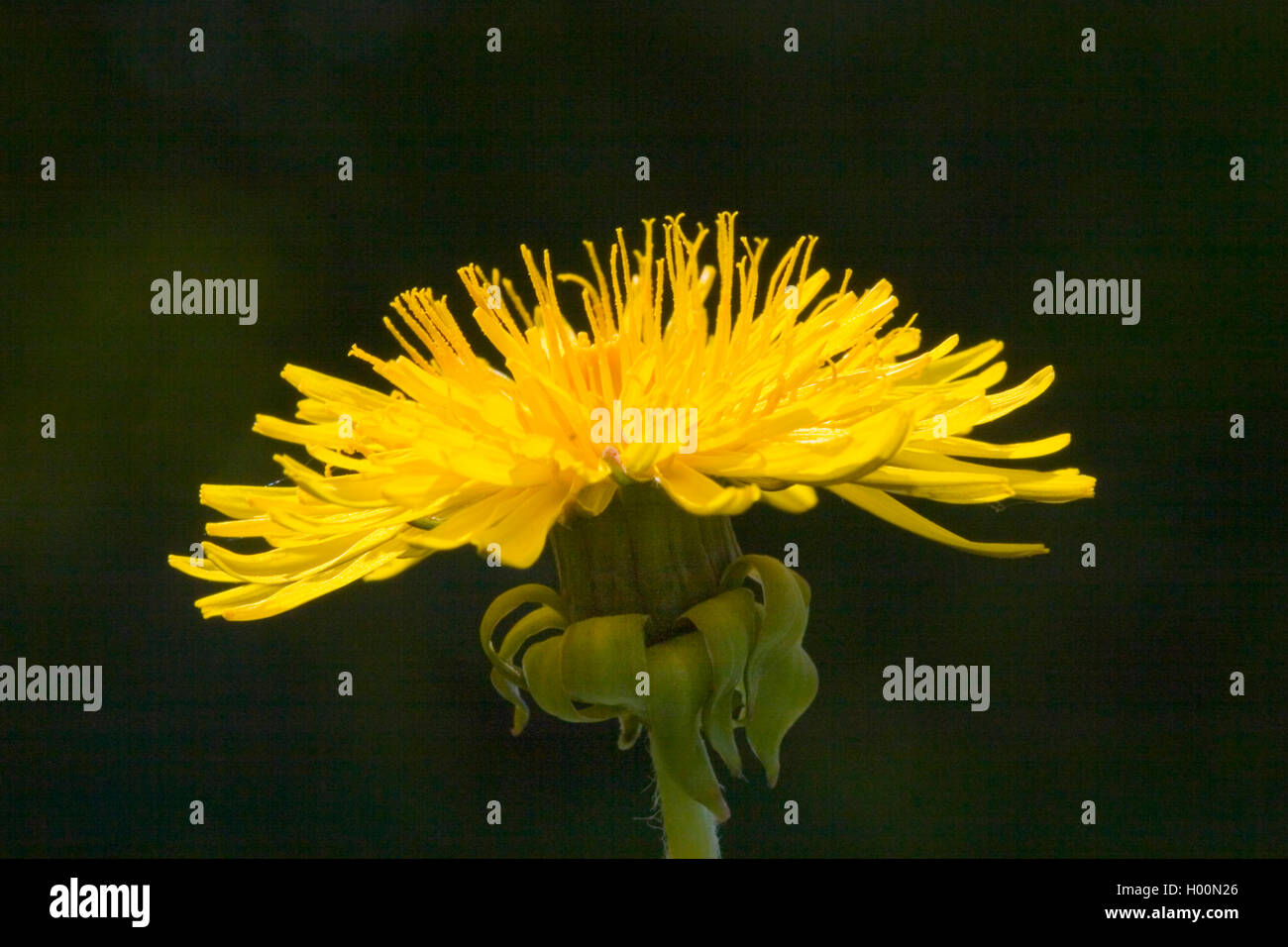 common dandelion (Taraxacum officinale), inflorescence, lateral view ...