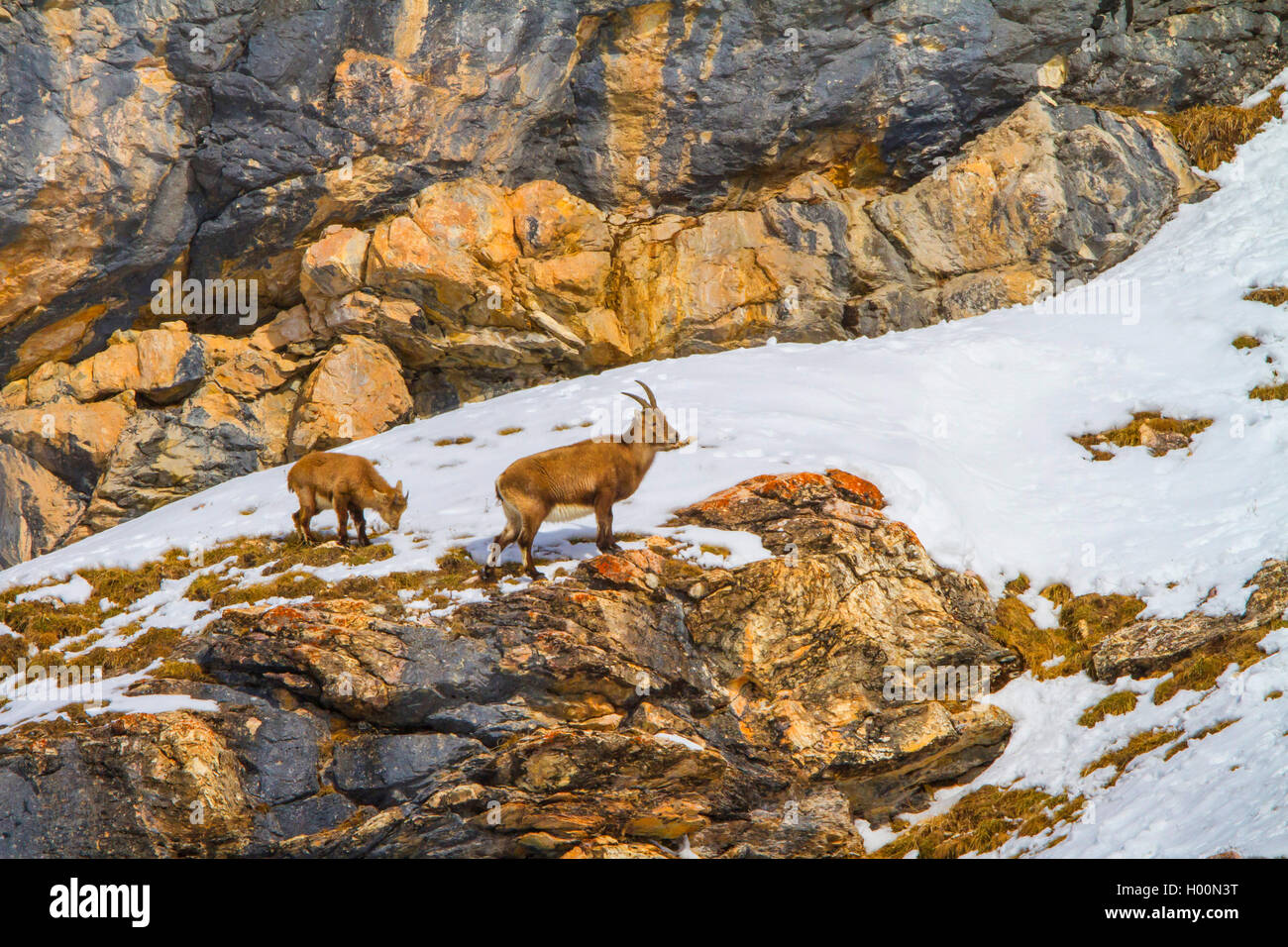 Alpine ibex (Capra ibex, Capra ibex ibex), female ibex with young ...