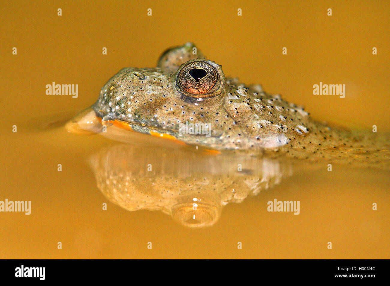 Variegated toads hi-res stock photography and images - Alamy
