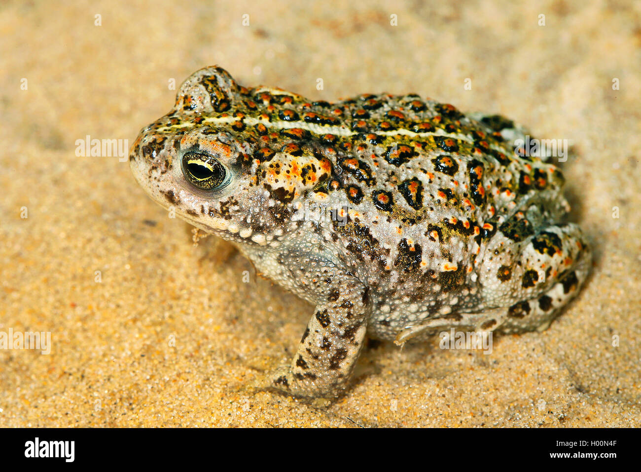 natterjack toad, natterjack, British toad (Bufo calamita), on sand ...