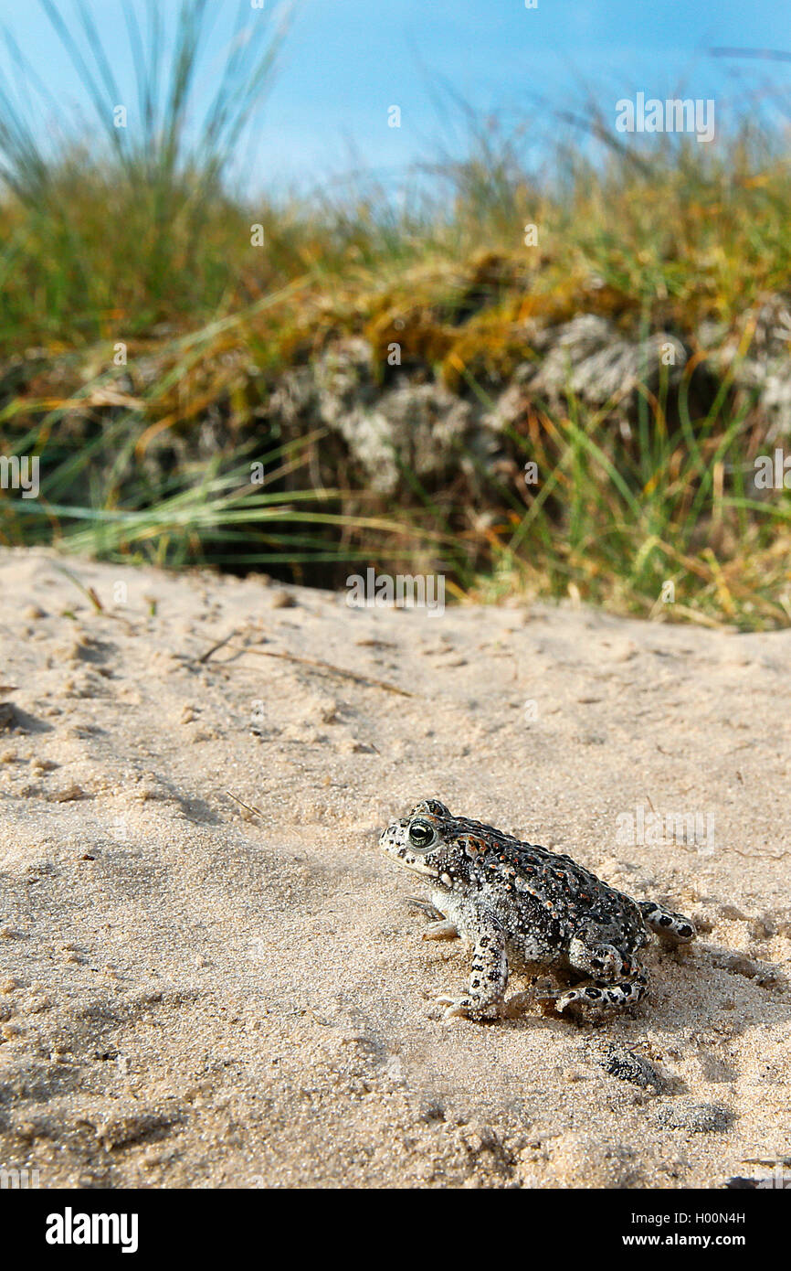Natterjack toads hi-res stock photography and images - Alamy