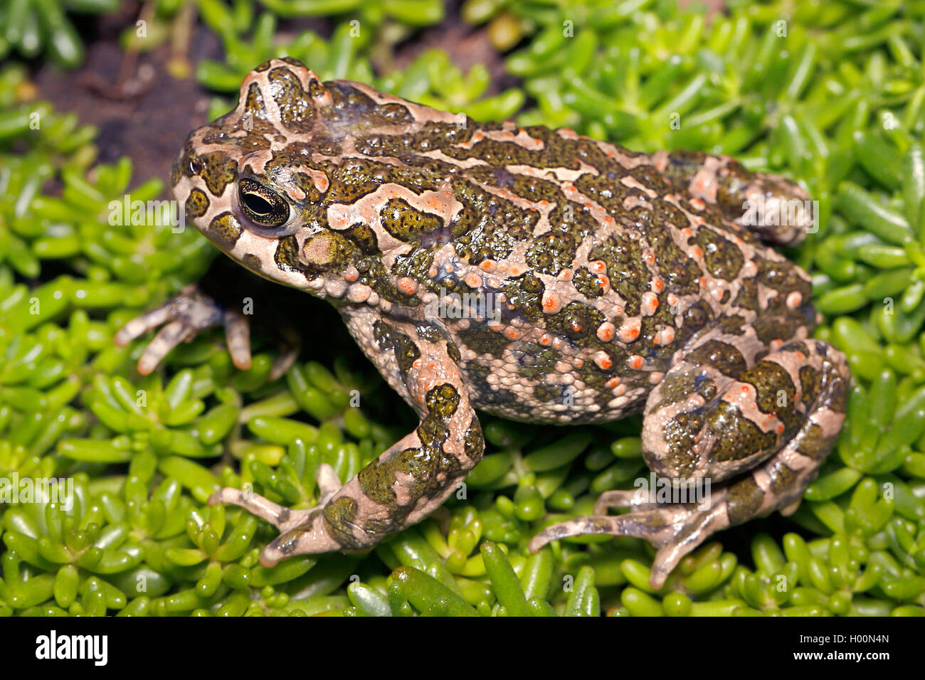 Green toad, Variegated toad (Bufo viridis), on succulents, side view ...