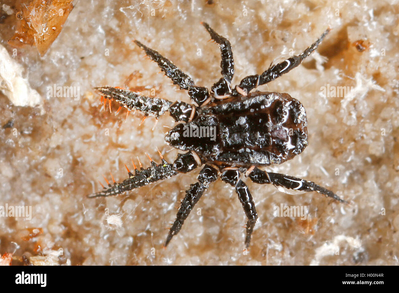 Terrestrial chelicerates mite mites hi-res stock photography and images ...