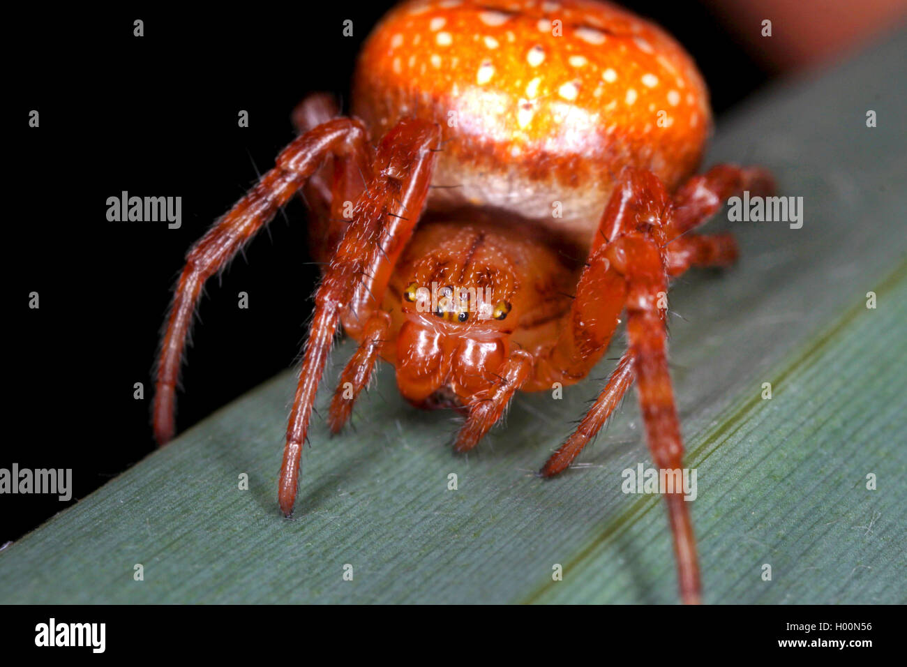 Strawberry Spider High Resolution Stock Photography and Images - Alamy