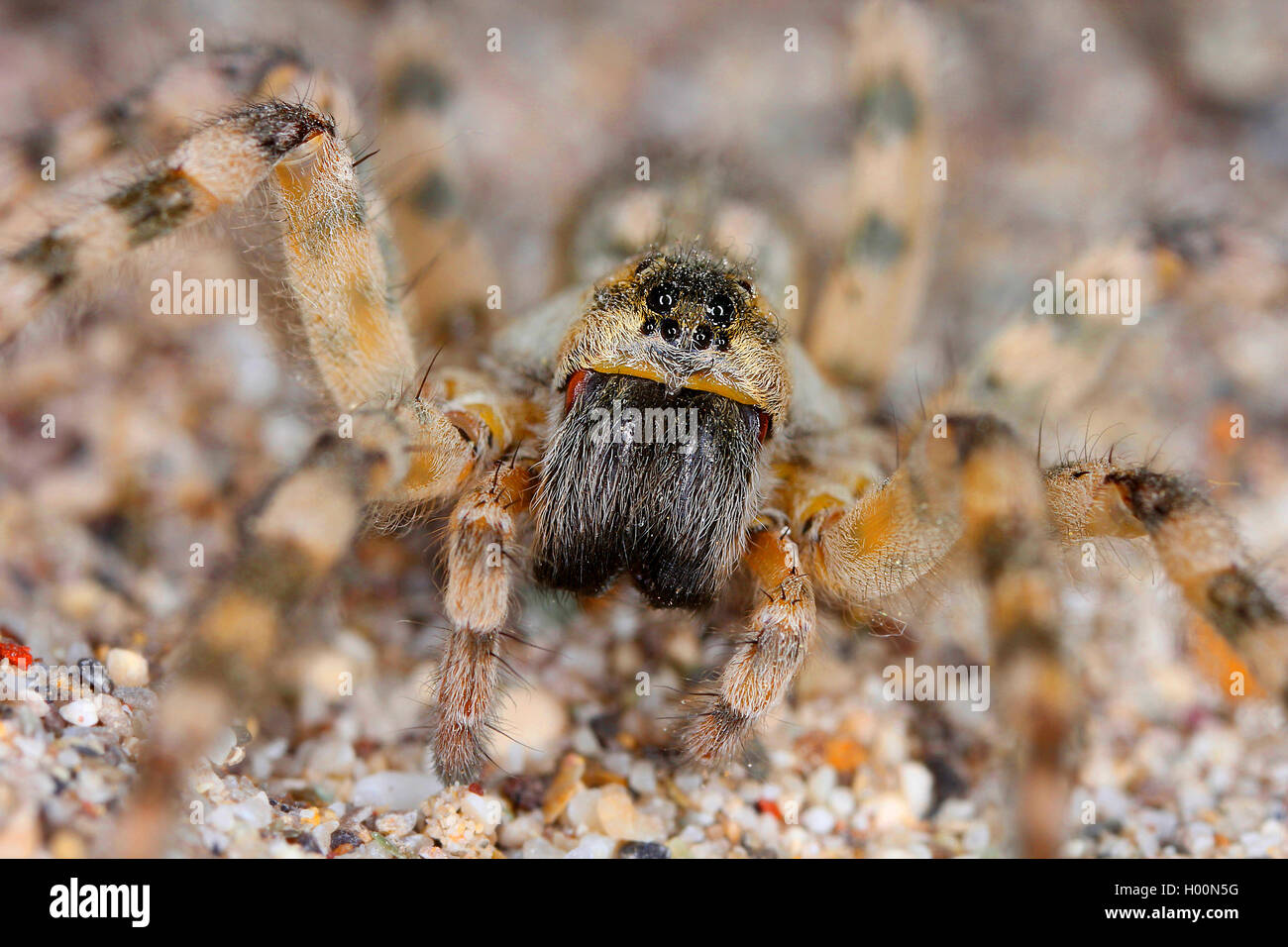 wolf spider, ground spider (Arctosa cinerea), female, Austria Stock ...