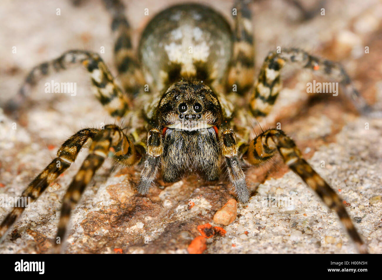 wolf spider, ground spider (Arctosa maculata), Portrait, Austria Stock ...