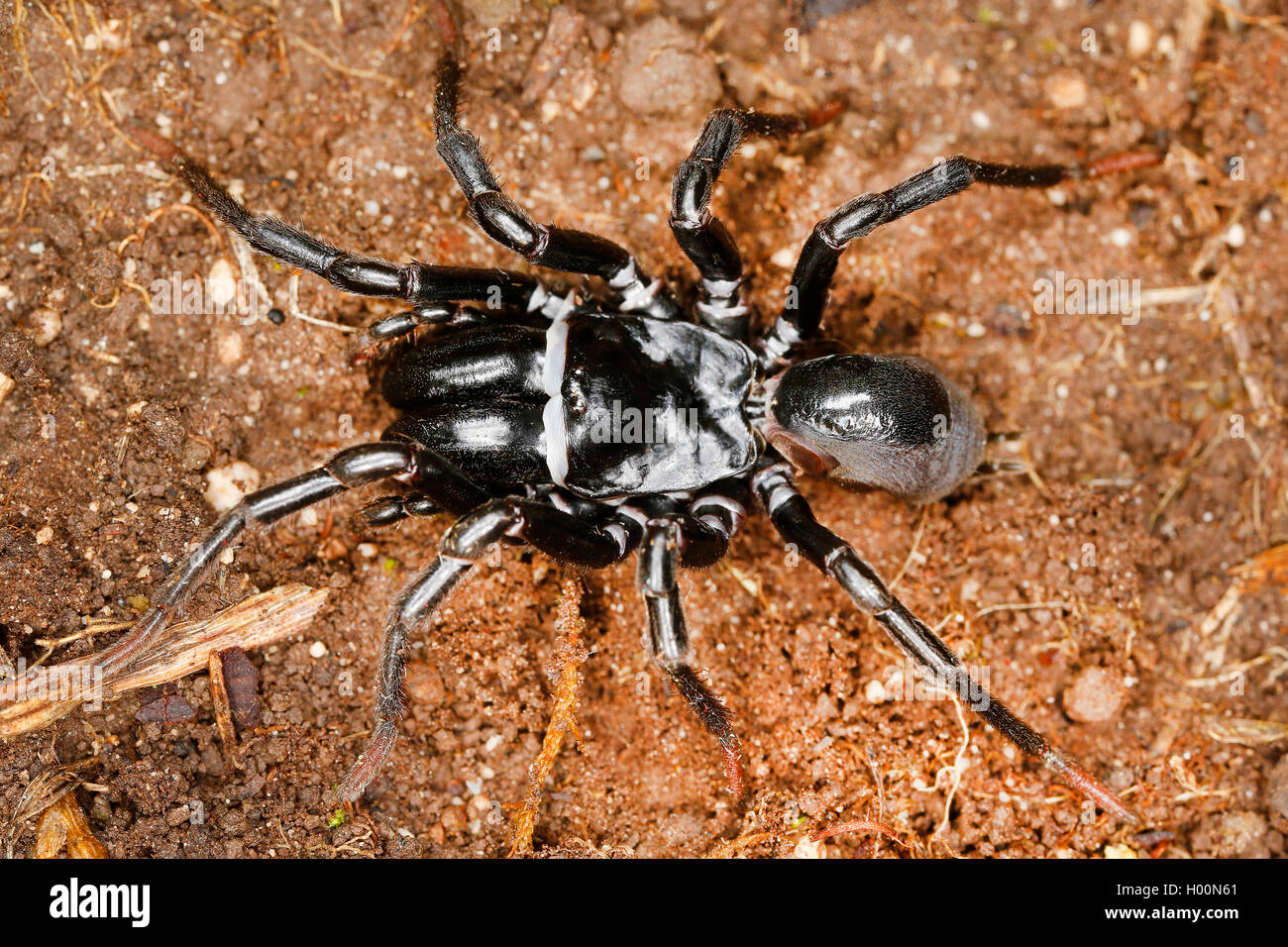 atypical tarantula, purseweb spider (Atypus muralis), on the ground ...