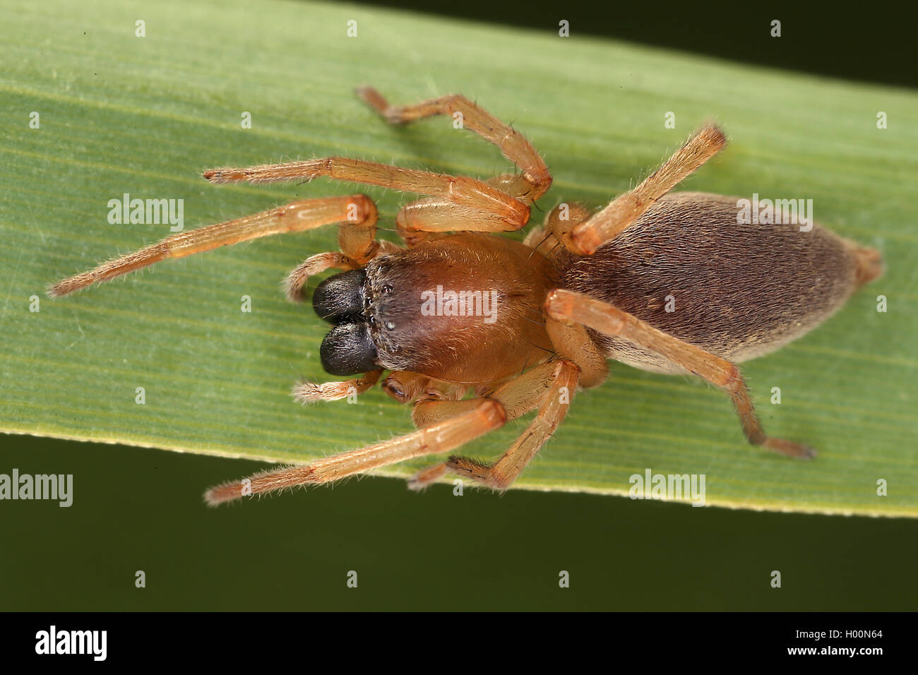 sac spider (Clubiona spec.), sits on a leaf, Austria Stock Photo - Alamy