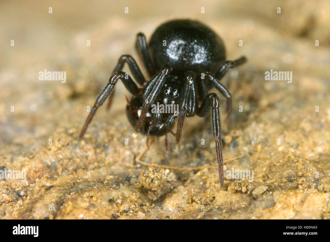 Sheet weaver (Erigoninae), on a stone, Austria Stock Photo - Alamy