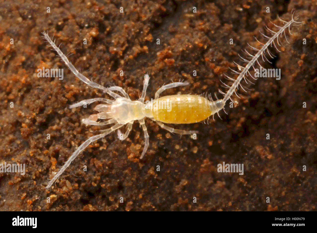 Palpigradi hi-res stock photography and images - Alamy
