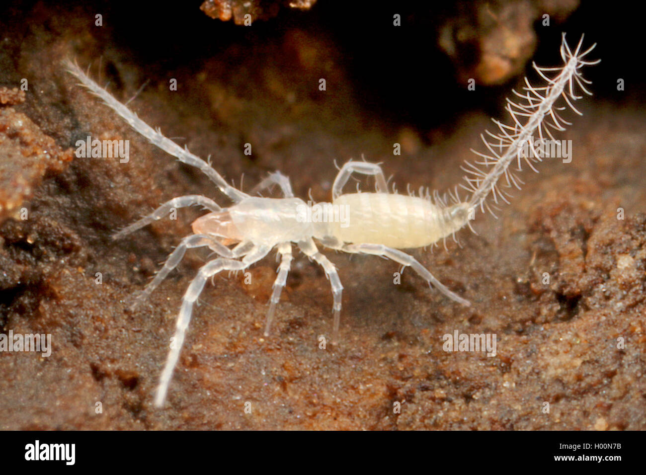 Palpigradi hi-res stock photography and images - Alamy