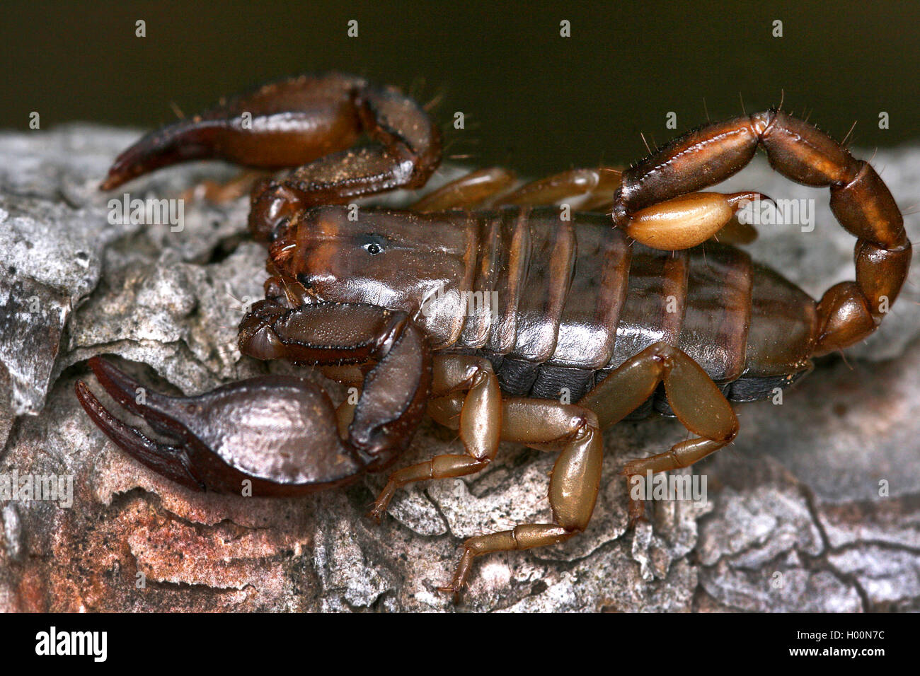 Skorpione Stock Photos & Skorpione Stock Images - Alamy