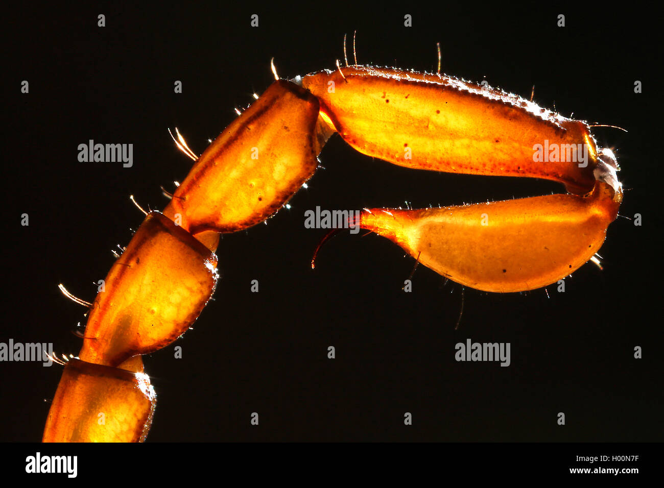 Sting Photographs High Resolution Stock Photography and Images - Alamy