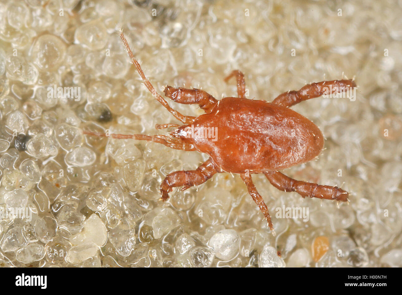 Mesostigmata hi-res stock photography and images - Alamy