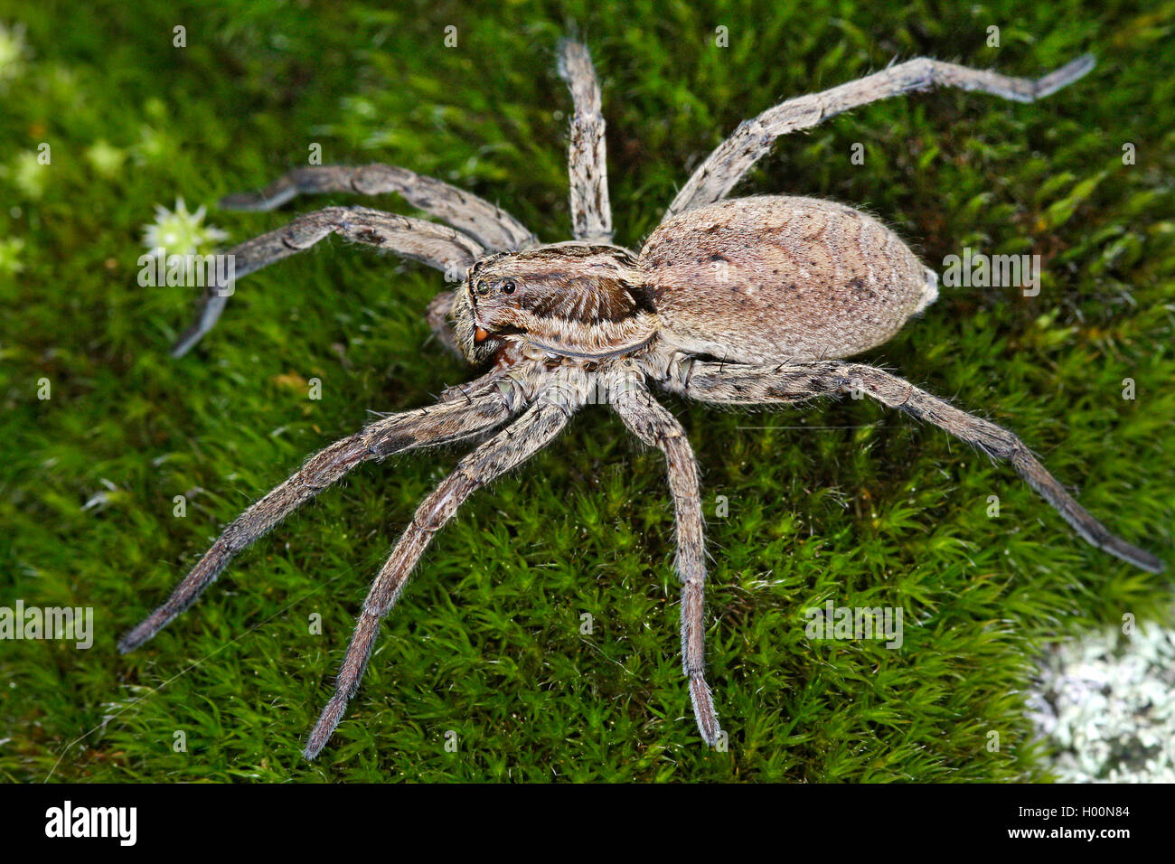 False tarantula hogna radiata hi-res stock photography and images - Alamy