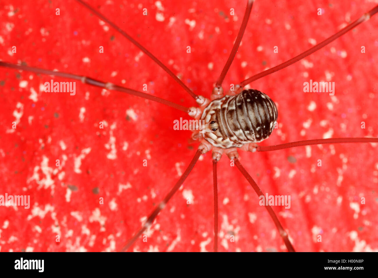 Red harvestman hi-res stock photography and images - Alamy