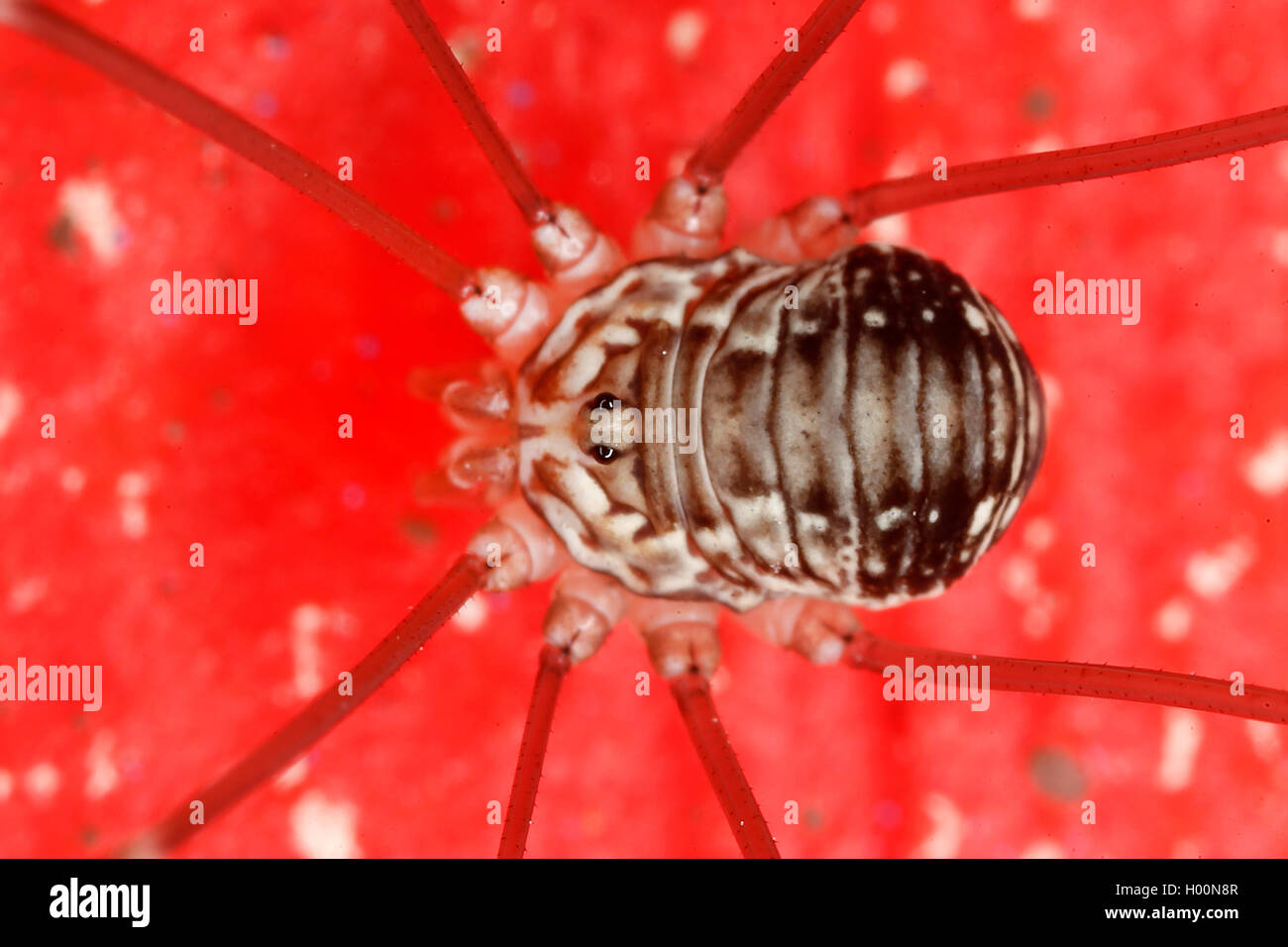 Harvestman (Leiobunum spec.), juvenile, Austria Stock Photo - Alamy