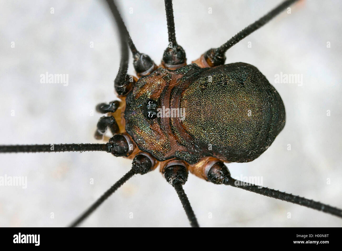 Harvestman (Leiobunum spec.), female, Germany Stock Photo - Alamy