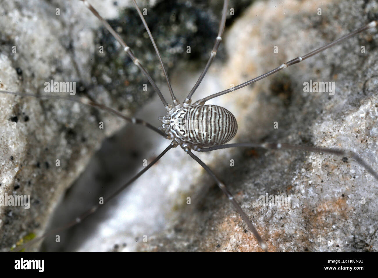Harvestman (Leiobunum roseum), juvenile, Austria Stock Photo - Alamy