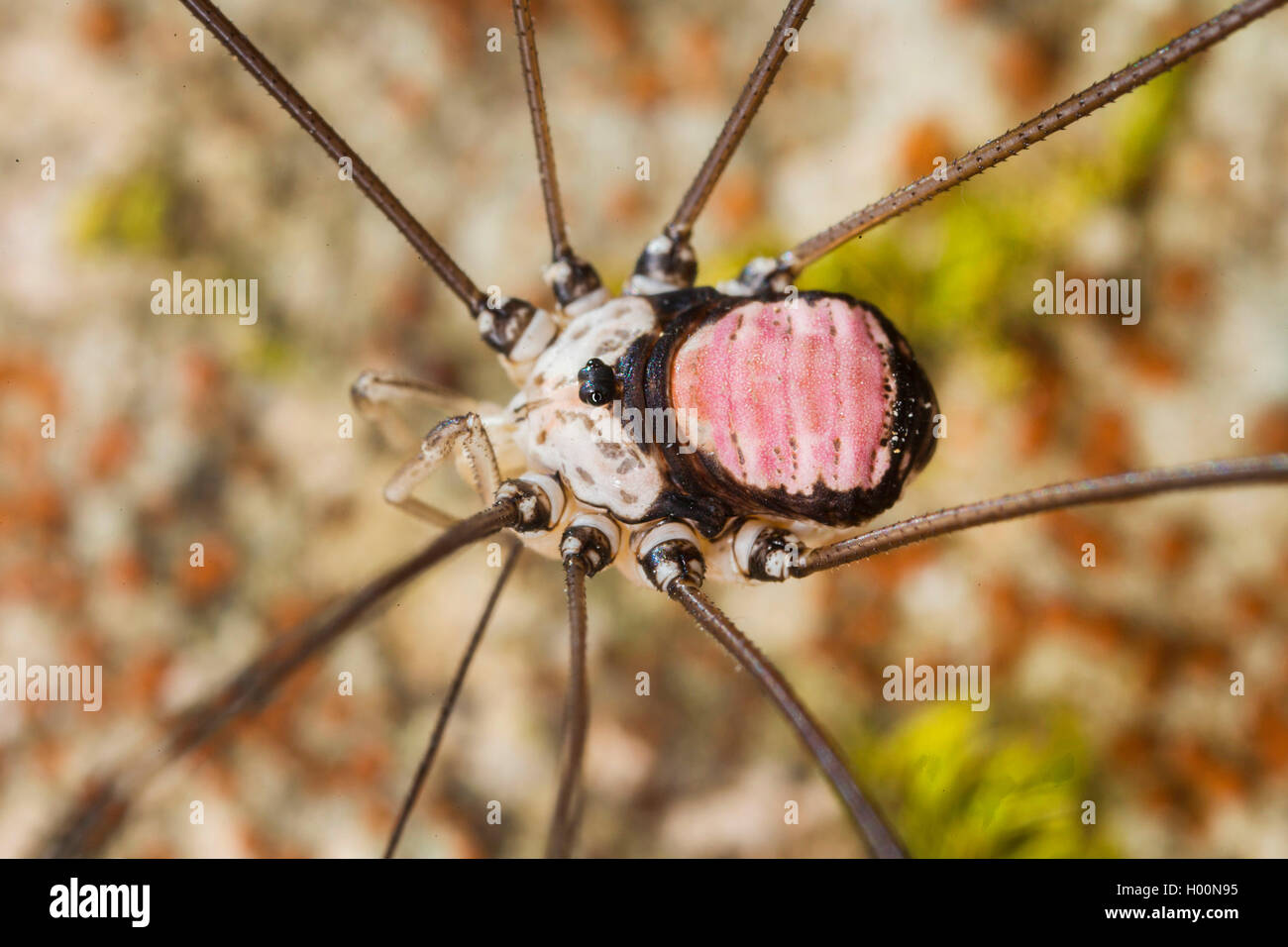 Harvestman (Leiobunum roseum), male, Austria Stock Photo - Alamy