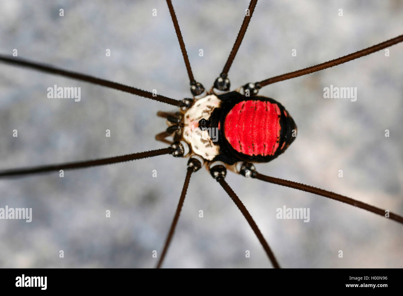 Red harvestman hi-res stock photography and images - Alamy