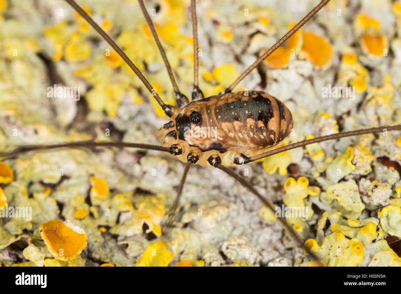 Harvestman (Leiobunum rotundum), female, Austria Stock Photo - Alamy