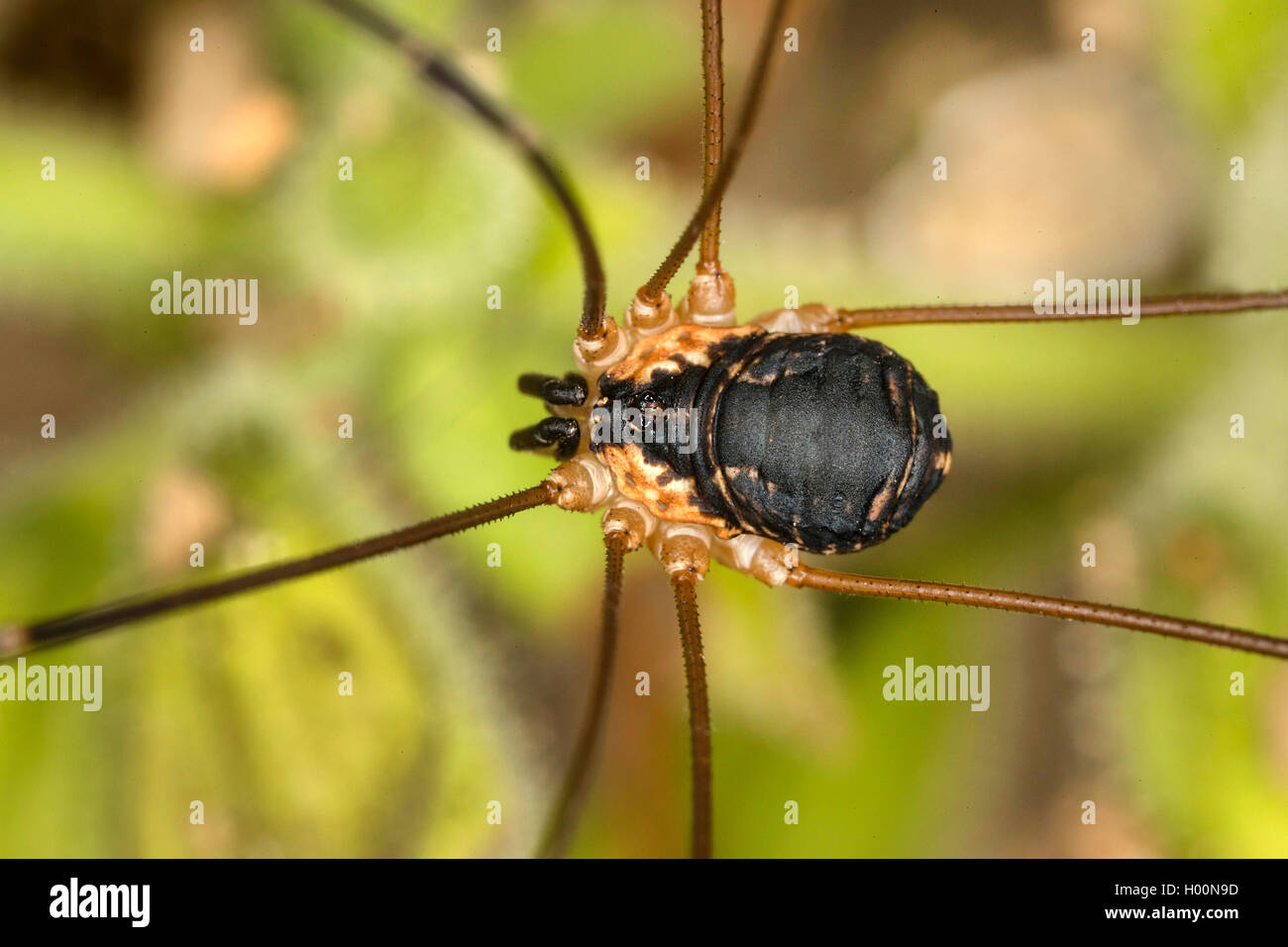 Harvestman (Leiobunum rupestre), male, Austria Stock Photo - Alamy